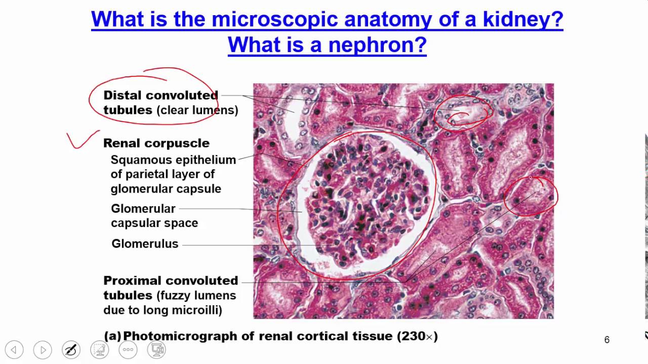 Renal Cortex Histology Diagram