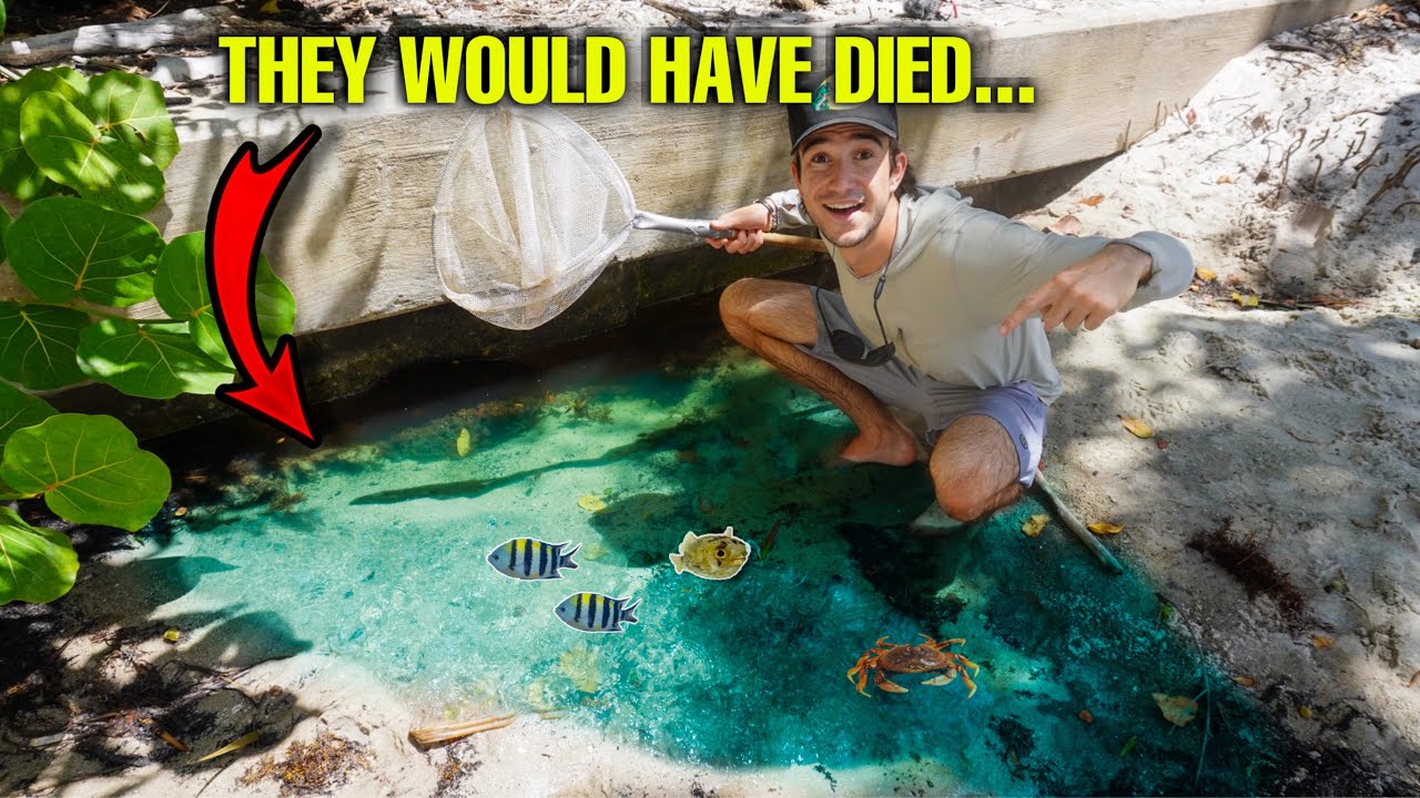 Rescuing Fish Trapped In Saltwater Puddle Crazy Youtube