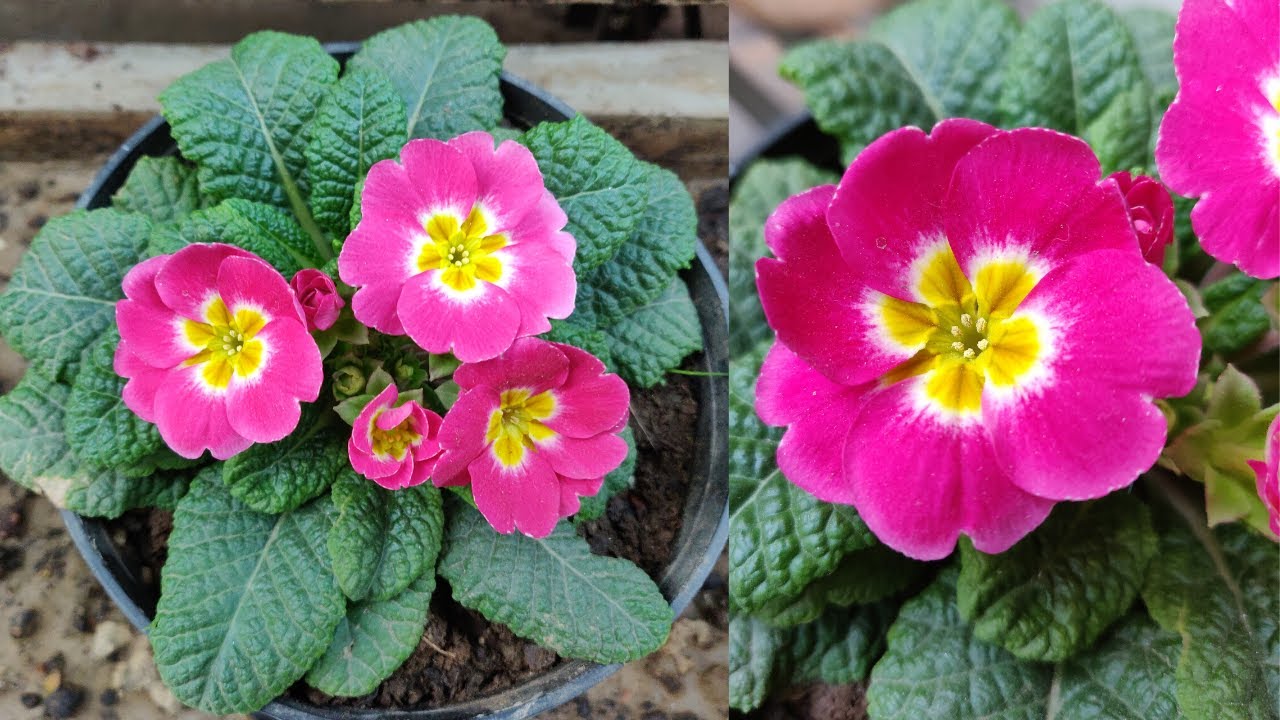 Primrose Plant क द खभ ल How To Grow Care Primrose Plant Primula