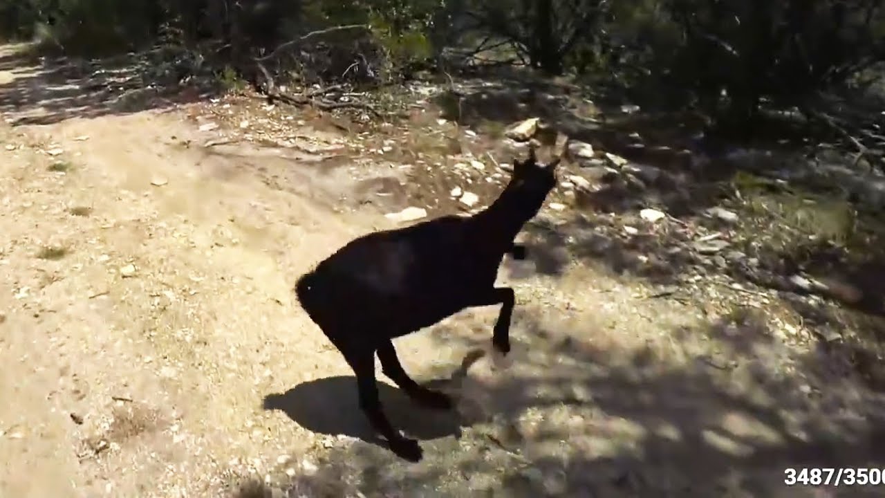 Goat Becomes Helicopter Youtube