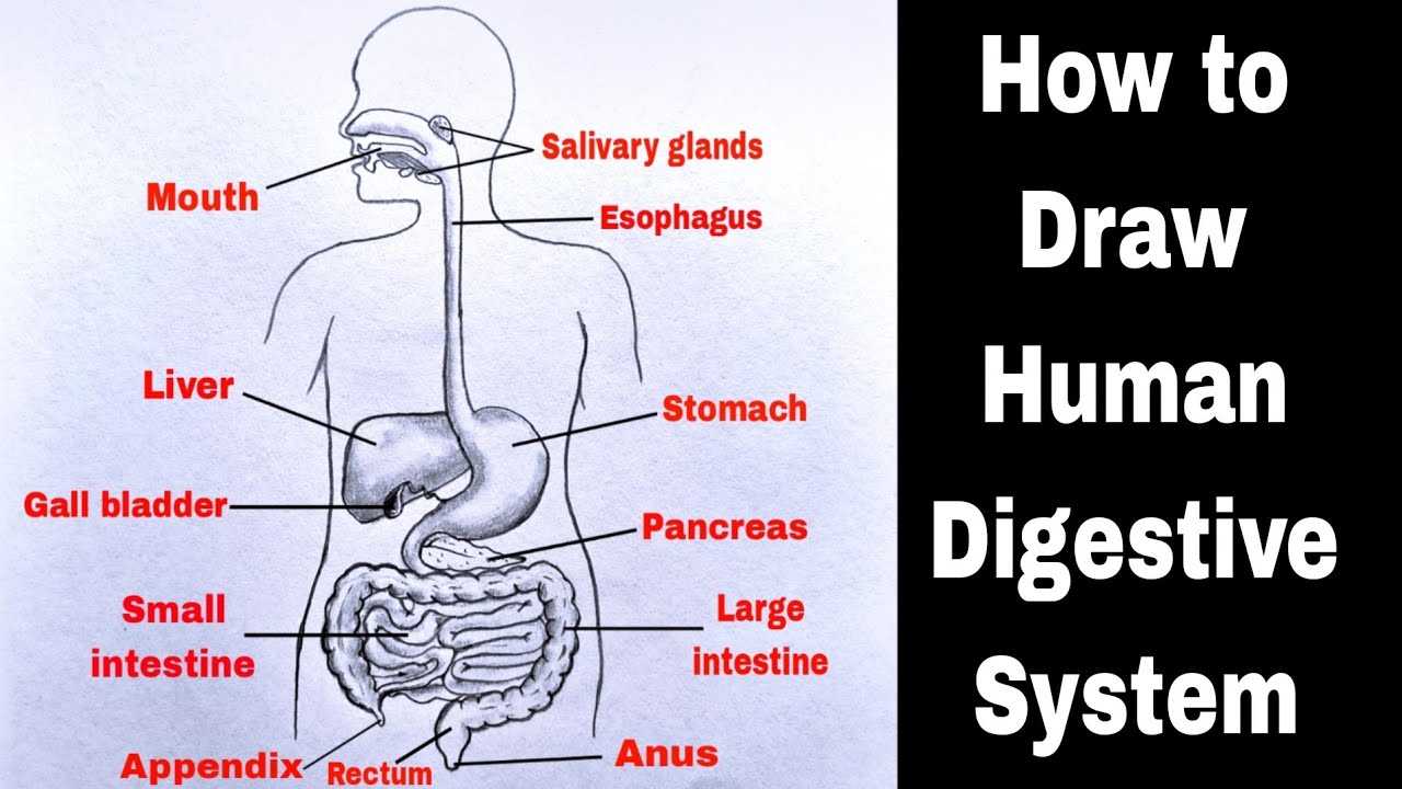 Labeled Digestive System