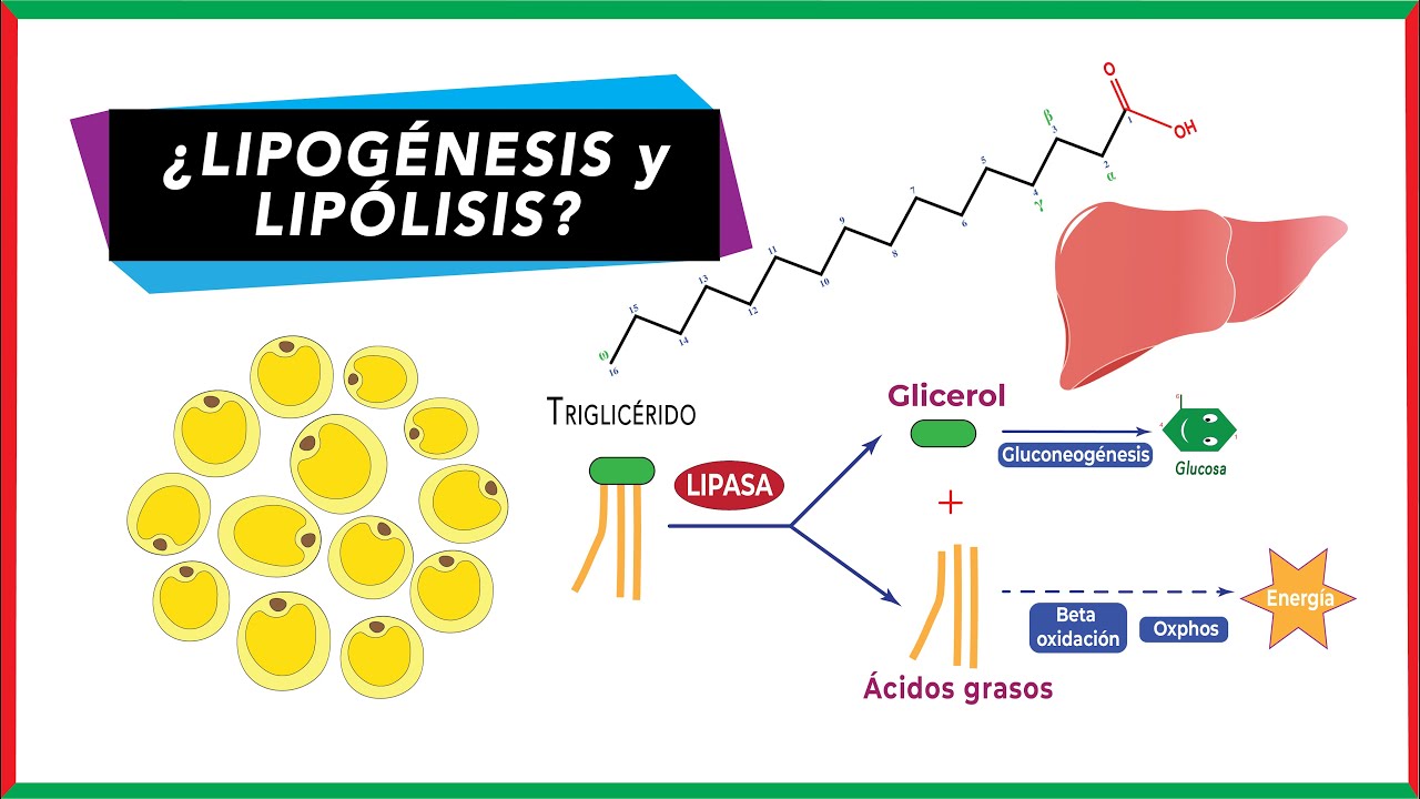 Diferencias Entre Lipólisis Y Lipogénesis Bioquímica Youtube