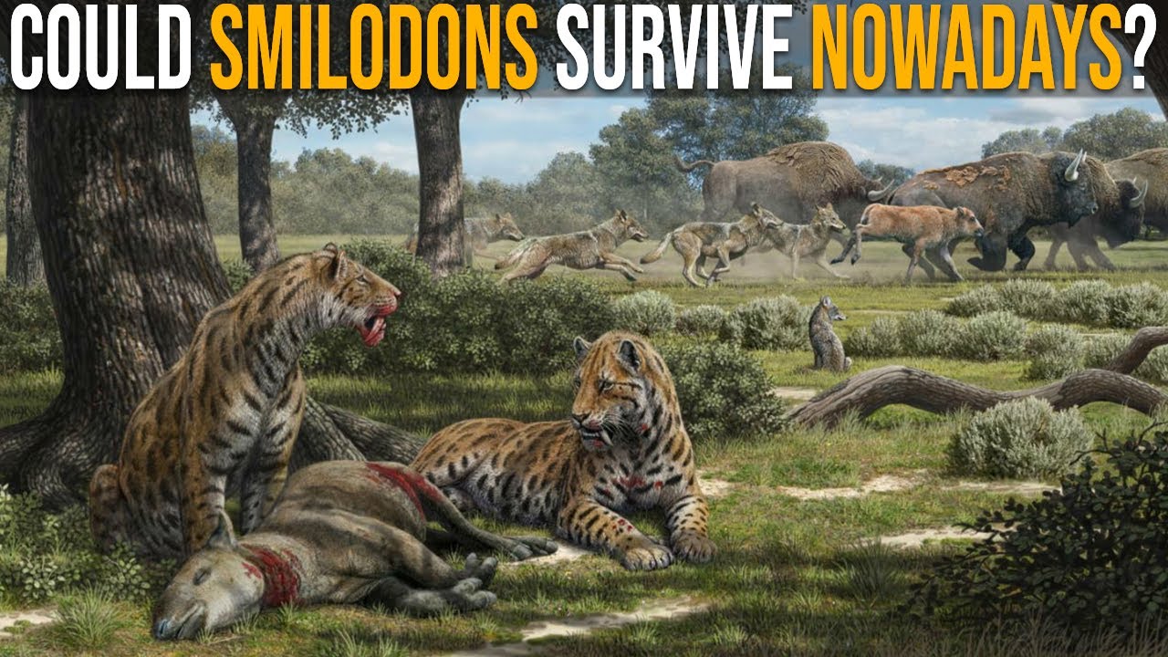 Could Smilodons Survive Nowadays Youtube