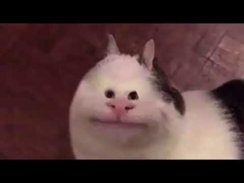 Polite Cat Know Your Meme