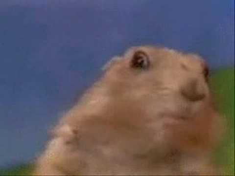 Ardilla Con Mirada Amenazadora Dramatic Chipmunk Youtube