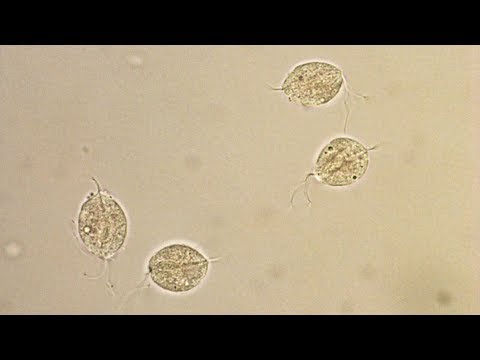 Trichomonas In Urine