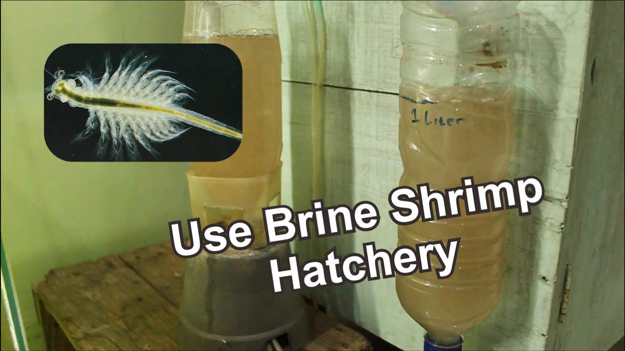 How To Hatch Brine Shrimp Eggs Using Diy Hatchery Youtube