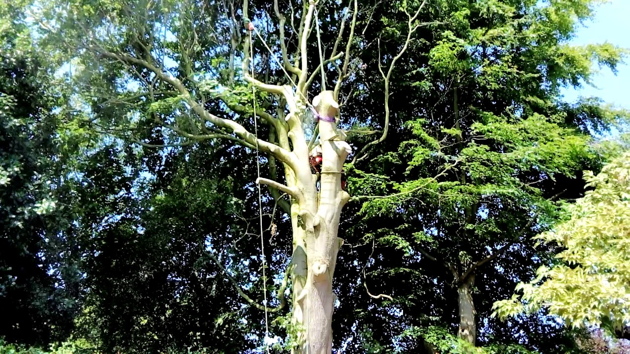 Tree Rigging Youtube