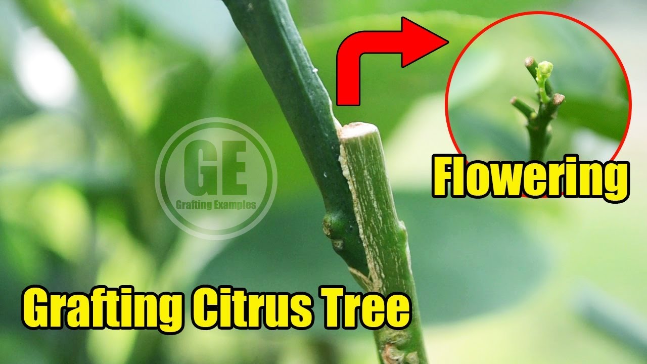 Grafting Citrus Tree Start Flowering In 1 Month Youtube
