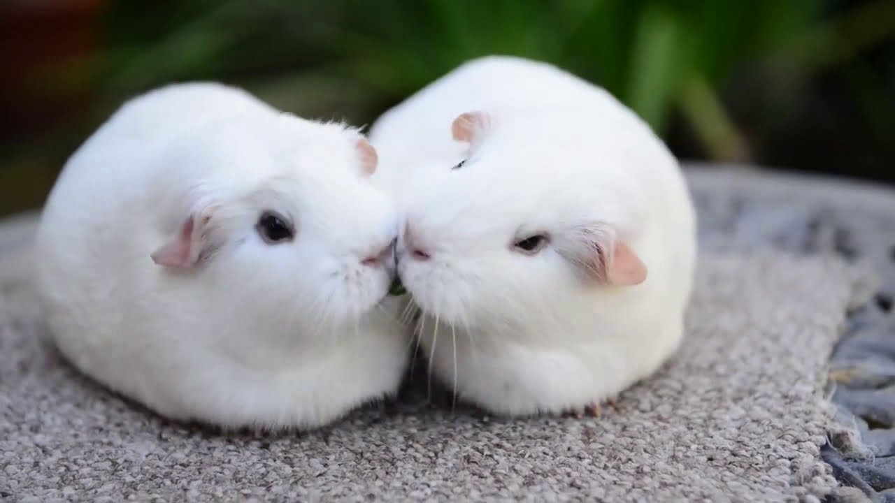Cute Animals Eating Compilation New 2020 Youtube