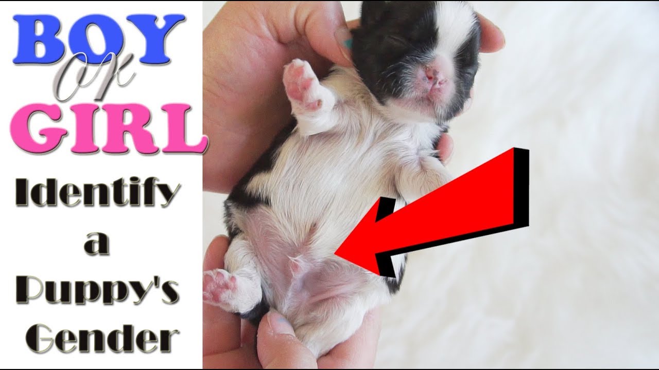 How To Tell If A Puppy Is A Boy Or A Girl Youtube