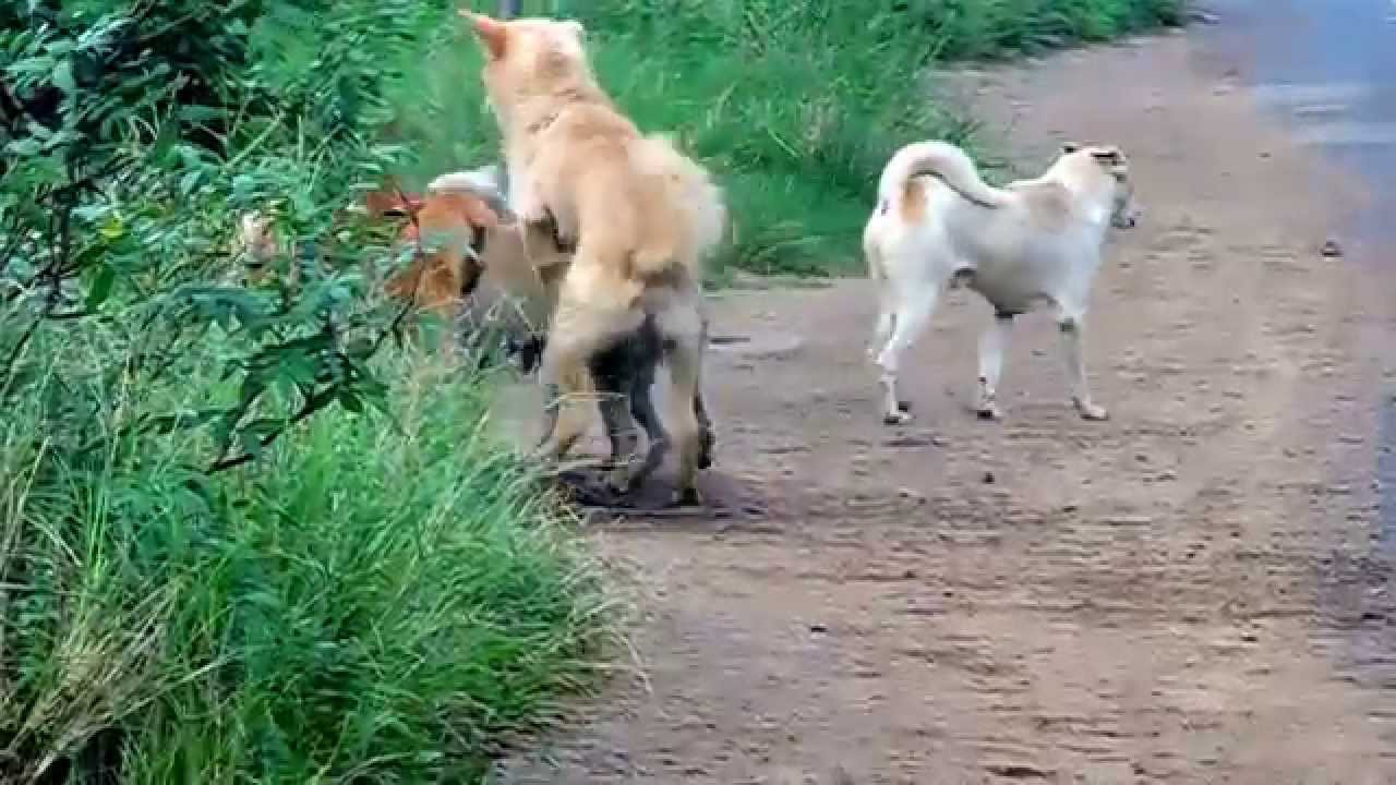 Animal Transando Com Humano Braincp