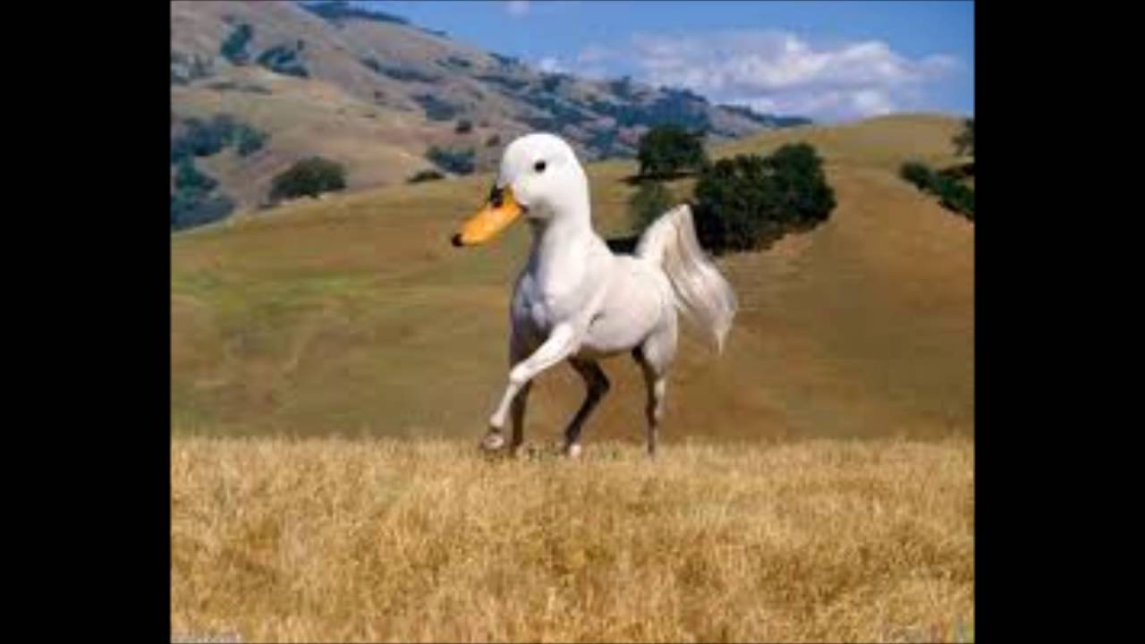 Duck Mp4 Youtube