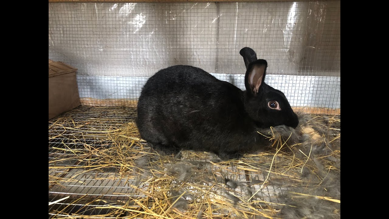 Rabbitry Update Youtube