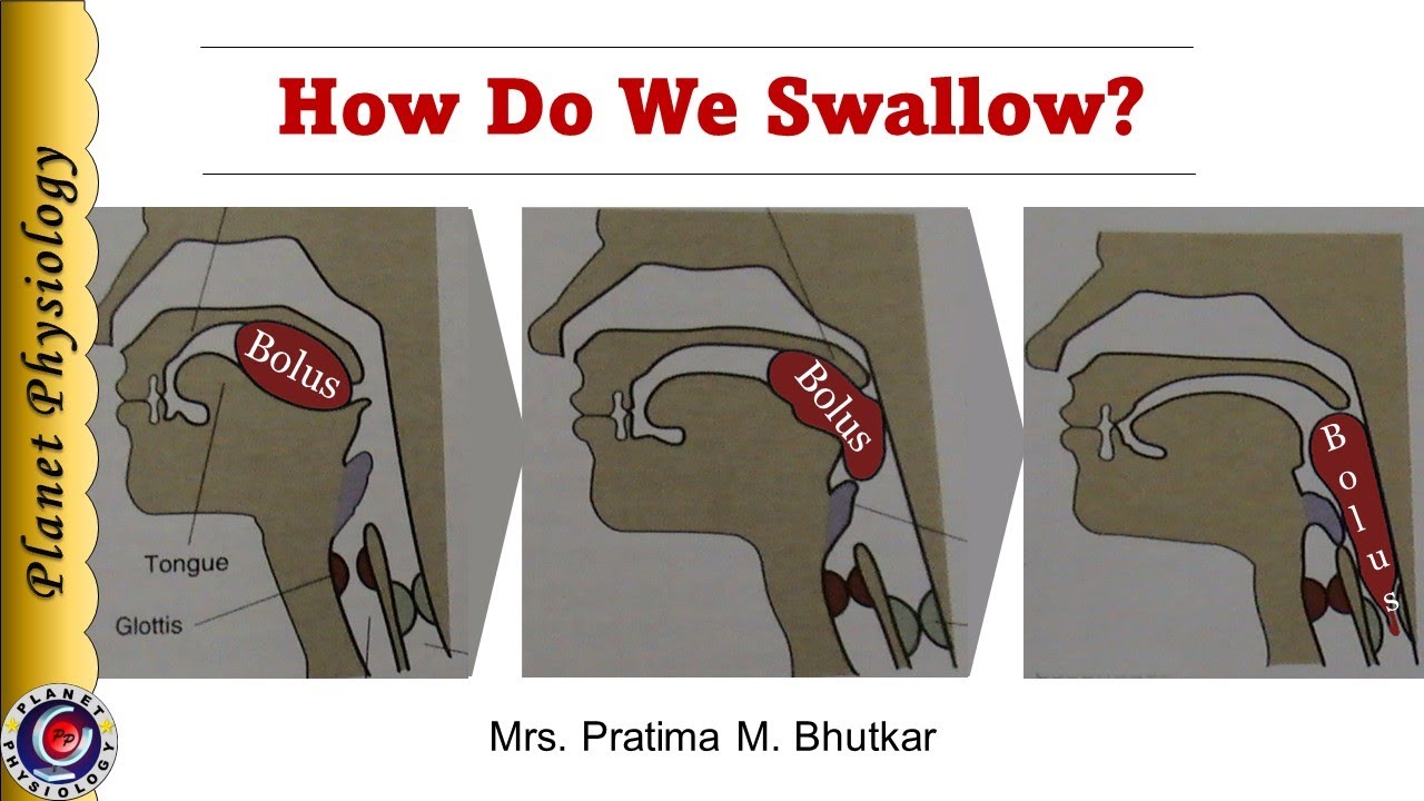 Physiology Of Deglutition Swallowing Youtube