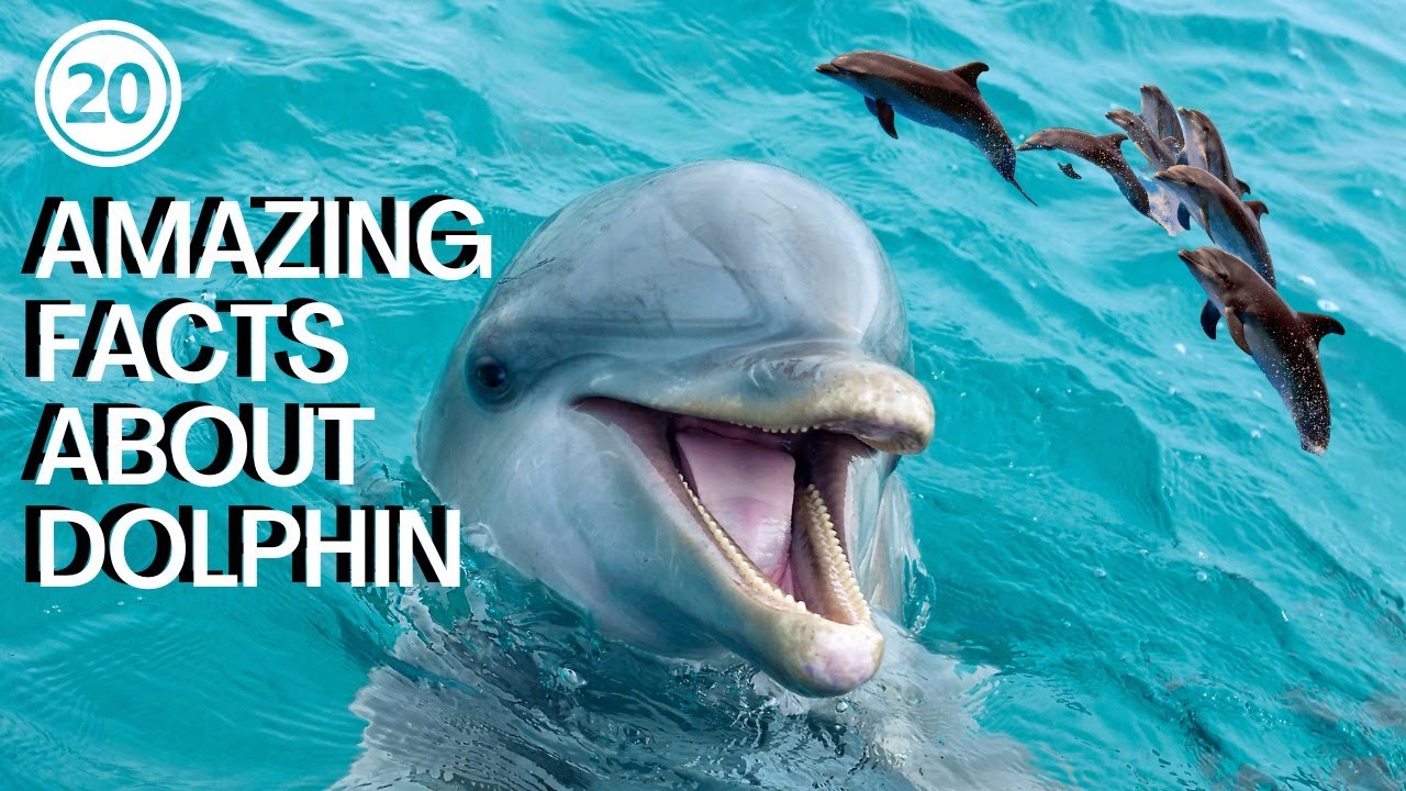 20 Fascinating Facts About Dolphin Fish Dolphin Dolphins Youtube