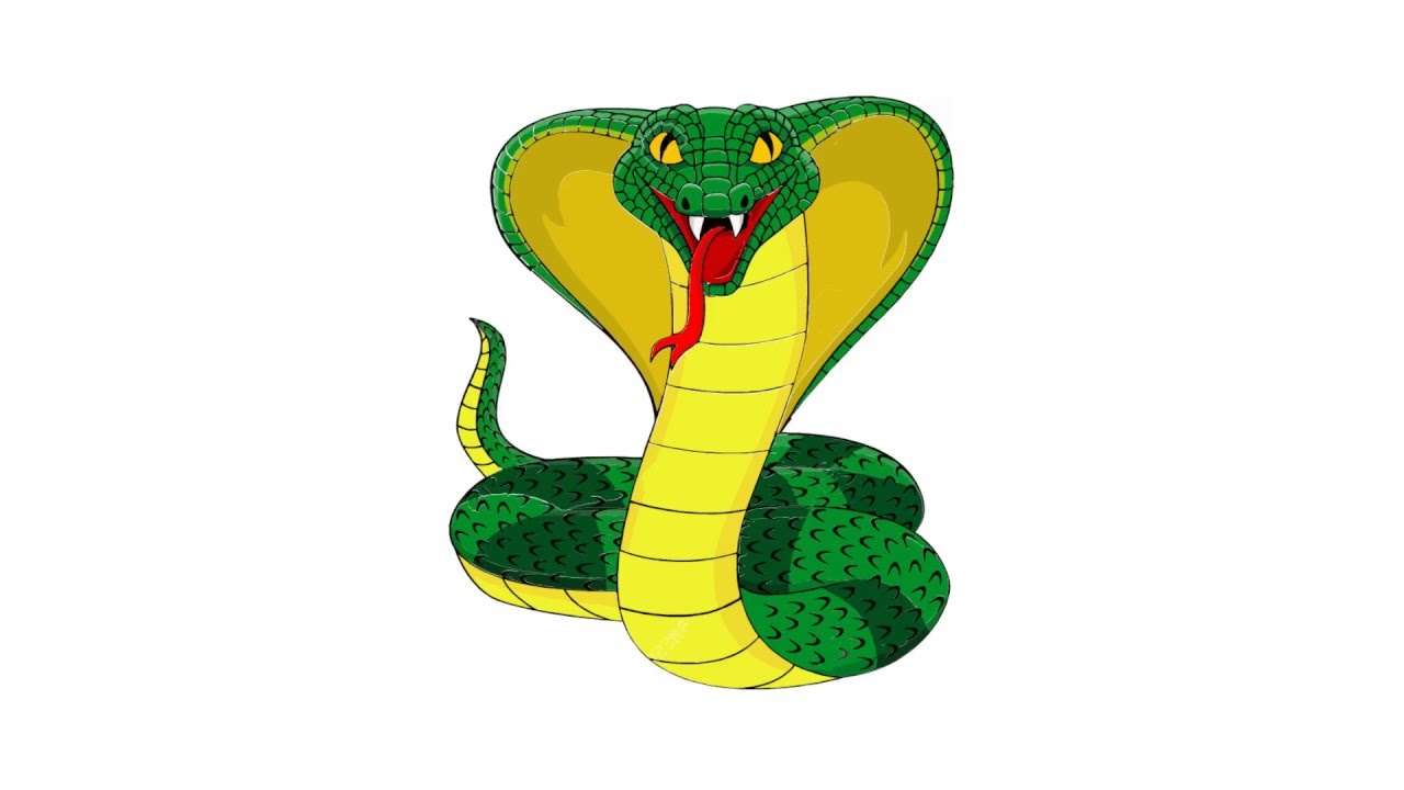 Everything You Need To Know About Cobra In Under 5 Minutes Youtube