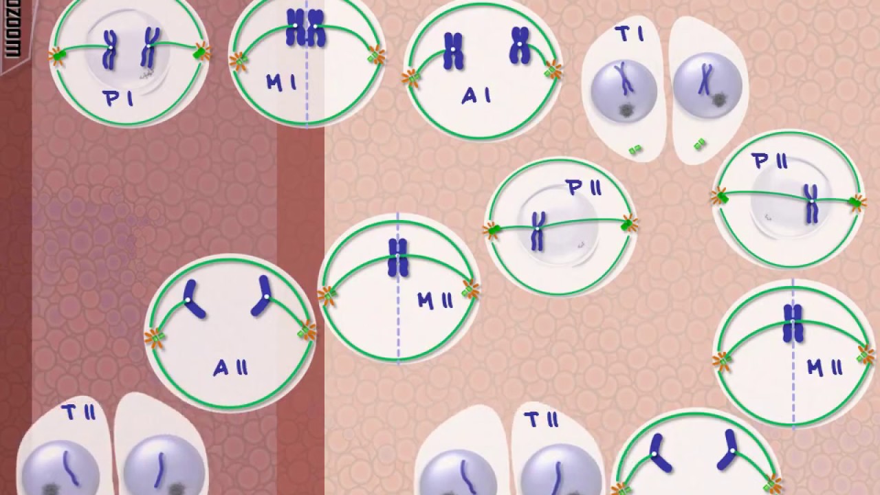 Divisão Celular Meiose Youtube
