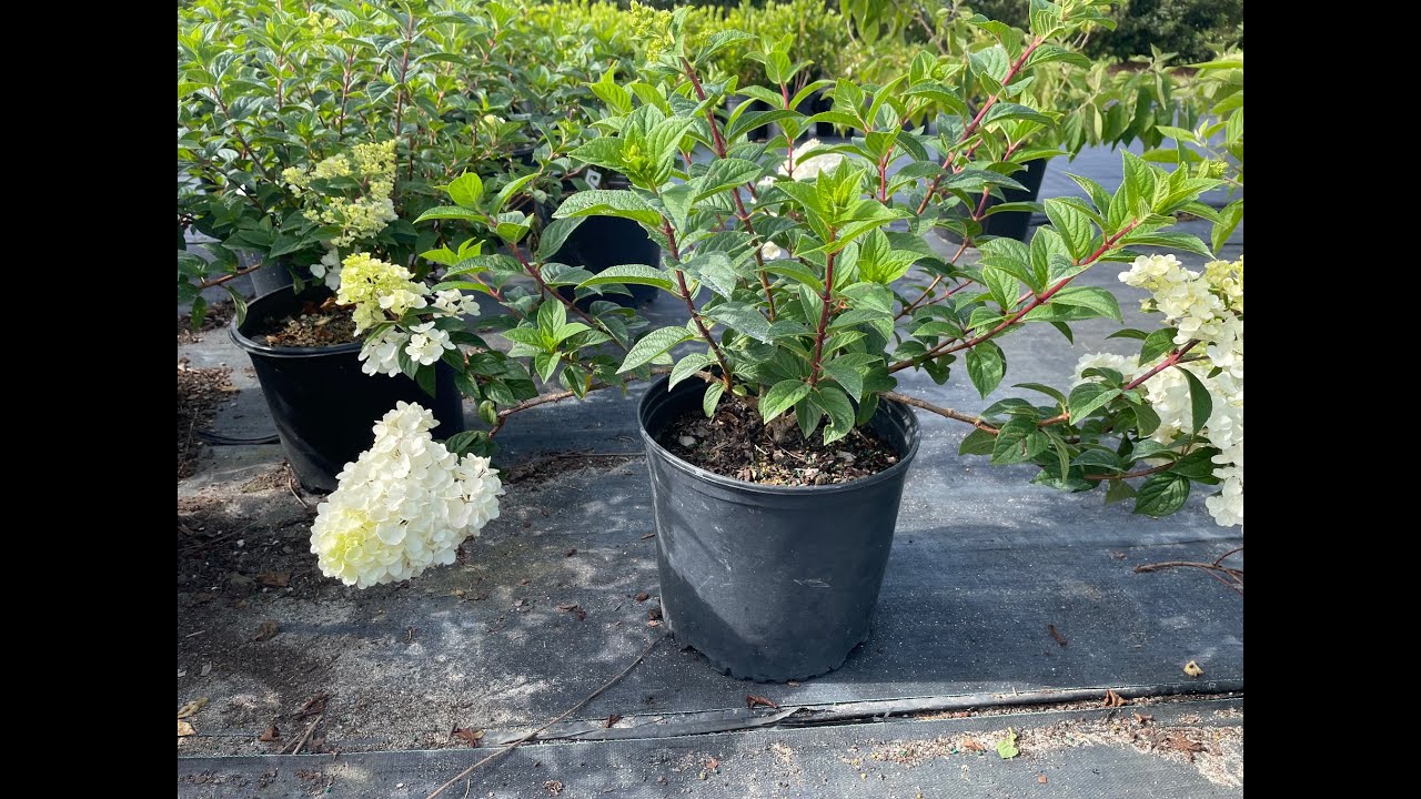 Pee Gee Hydrangea Rhodes Nursery Youtube