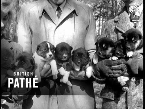 Zoo Babies Here For Spring 1955 Youtube