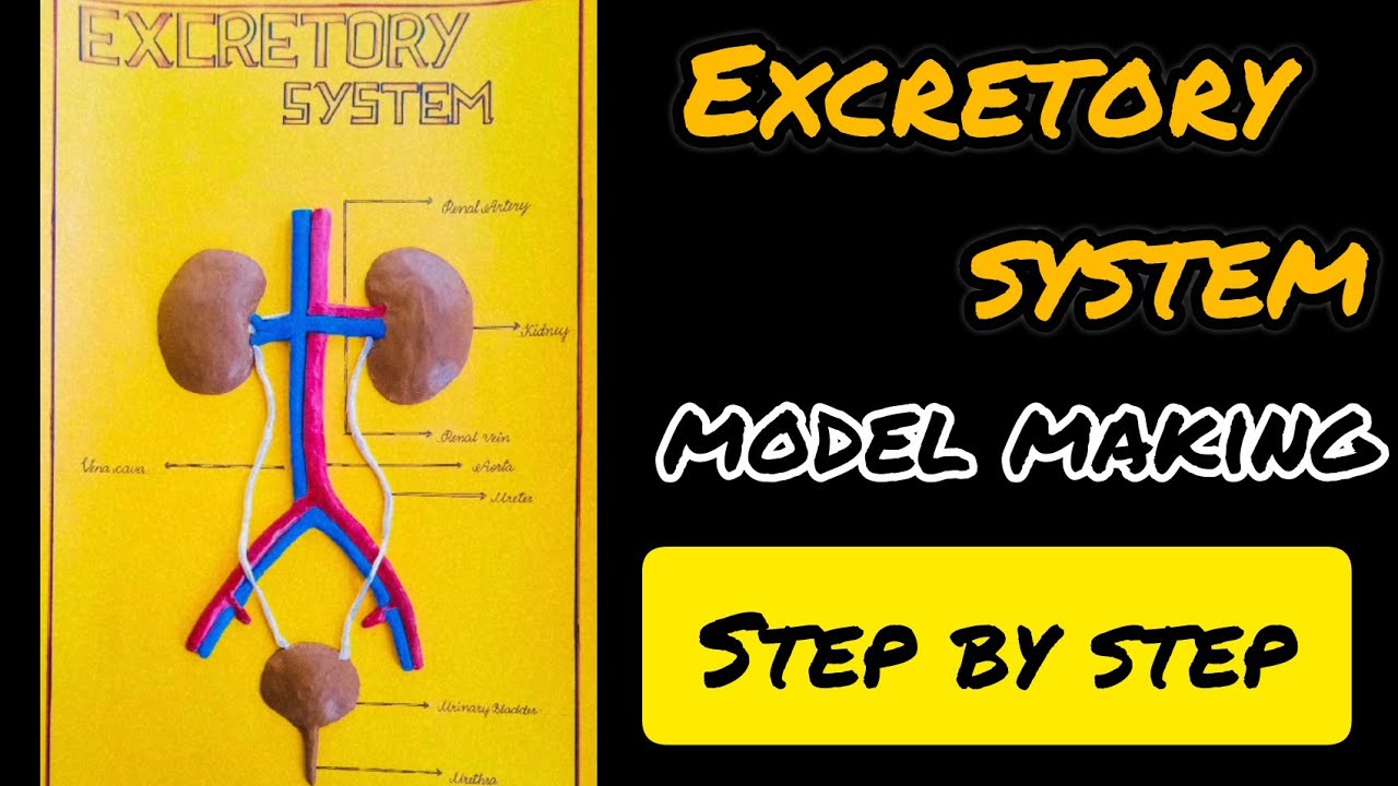 Excretory System Model Project