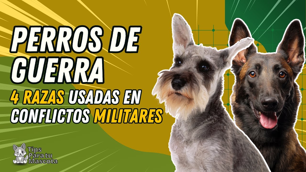 4 Razas De Perros De Guerra Más Destacadas Youtube