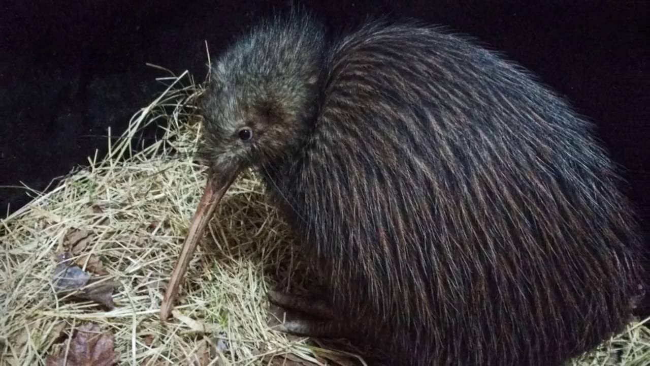 Kiwi Bird Sound Bird Call Recorded At Paignton Zoo Youtube