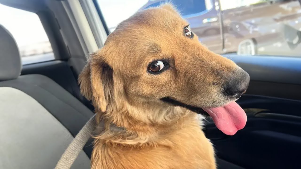 Ultimate Hilarious Animal Fails Compilation Funniest Animal Moments