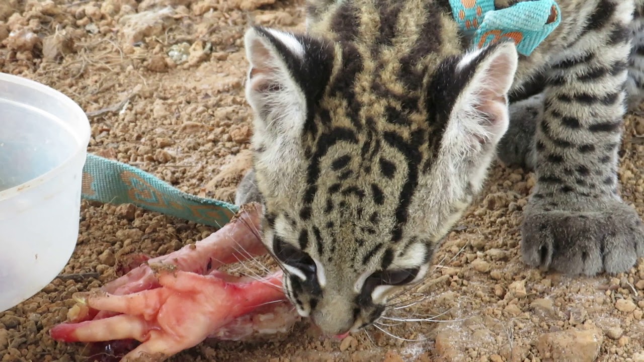 What Eats A Ocelot