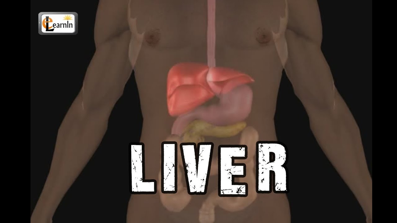 Liver Anatomy And Function Human Anatomy And Physiology Video 3d