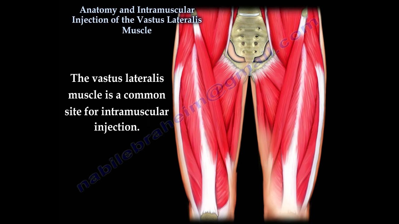 Vastus Lateralis Intramuscular Injection Everything You Need To Know