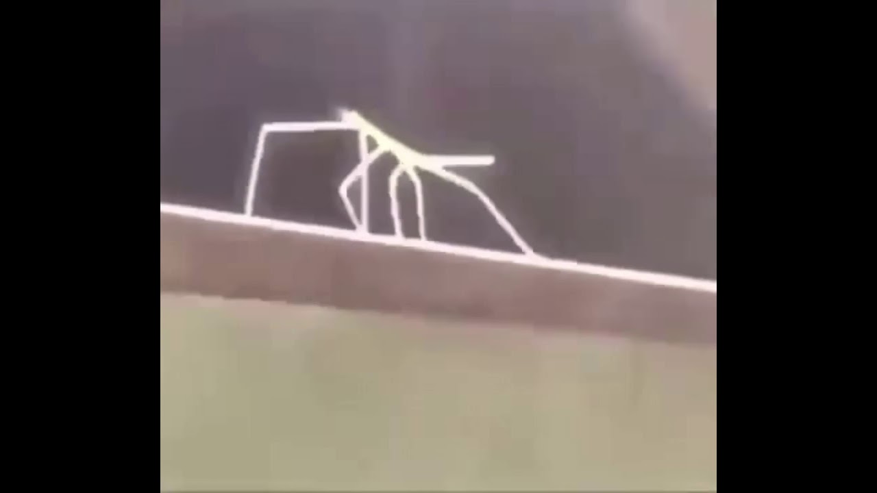 Stick Bug Meme Youtube