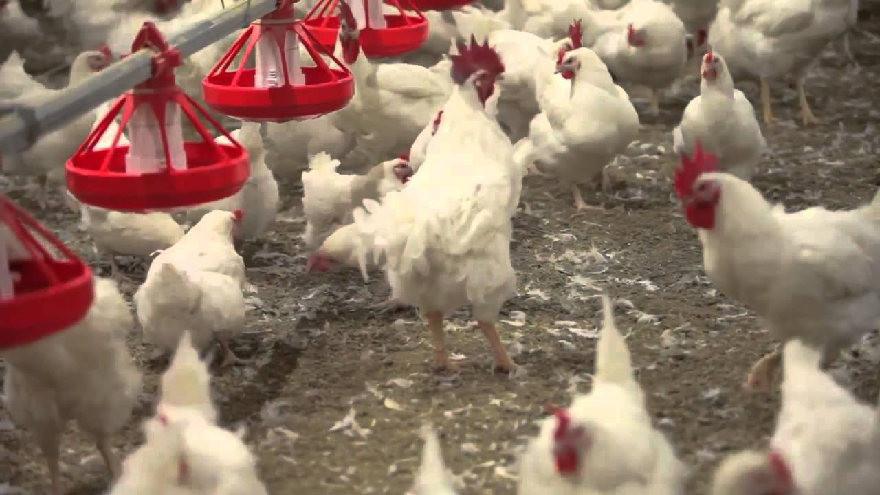 Precision Broiler Breeder Feeding System Youtube