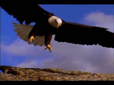 Eagle Youtube