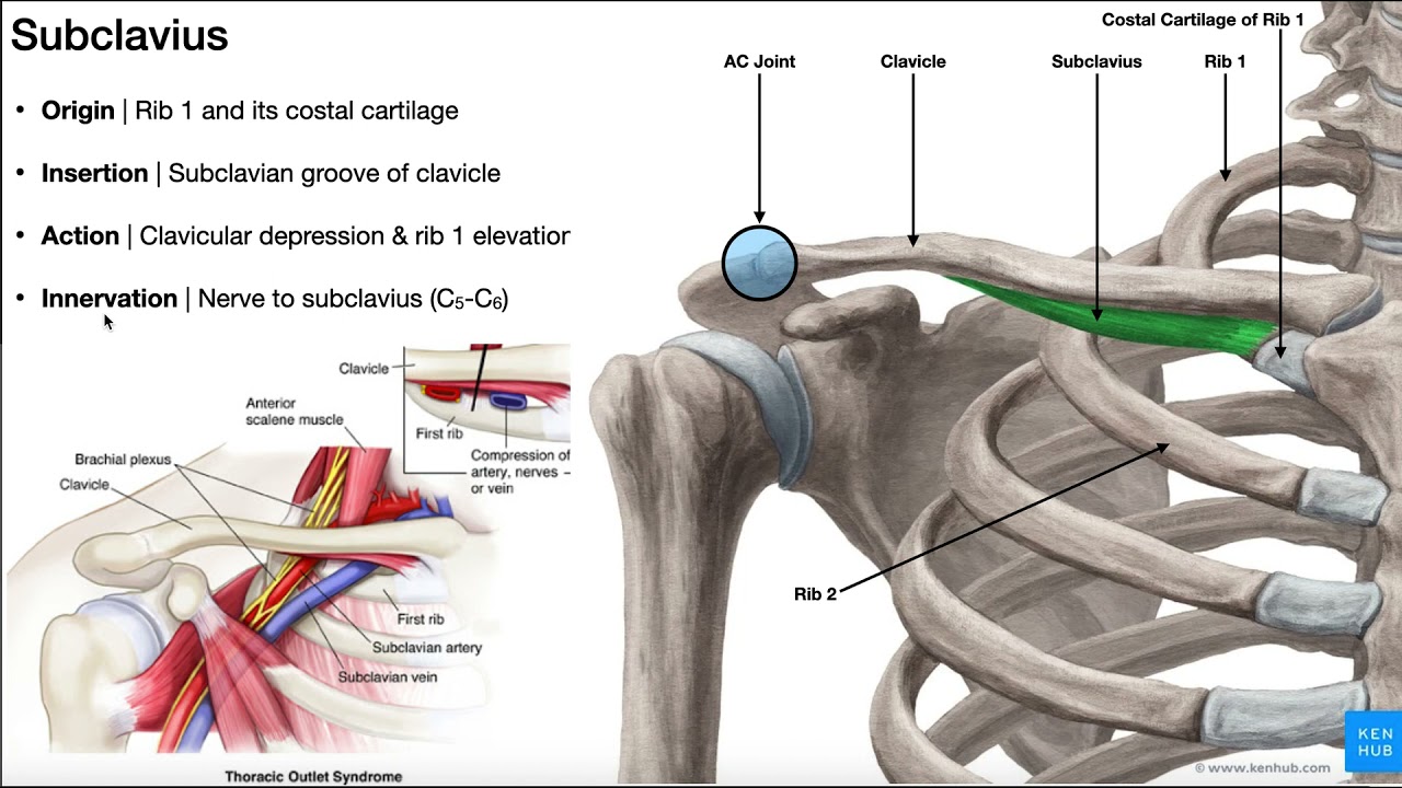 The Subclavius Muscle Anatomy Function O I N A Youtube