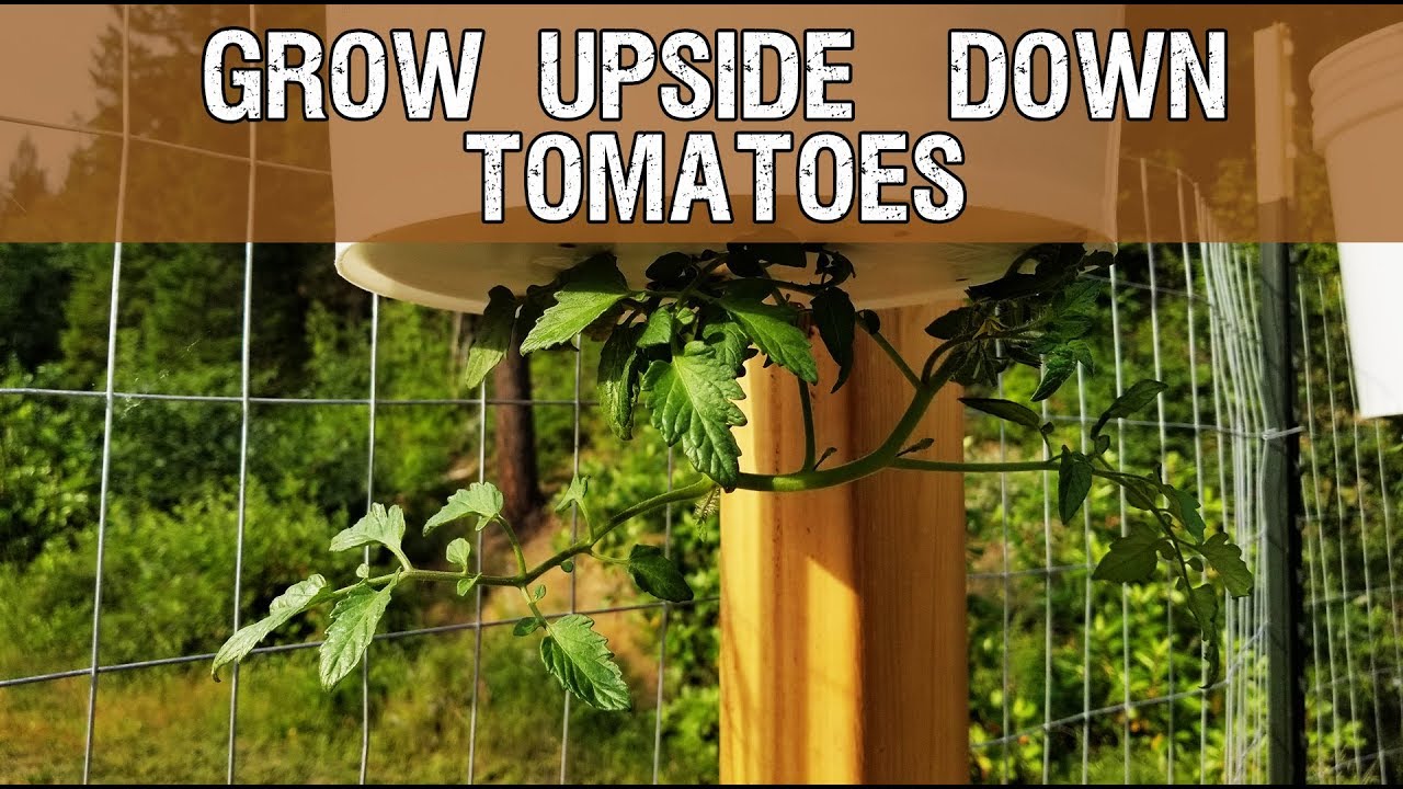 Upside Down Tomato Planter Tips