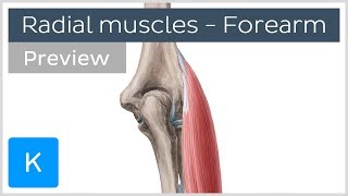 Muscles Of The Anterior Compartment Of The Forearm Preview Human