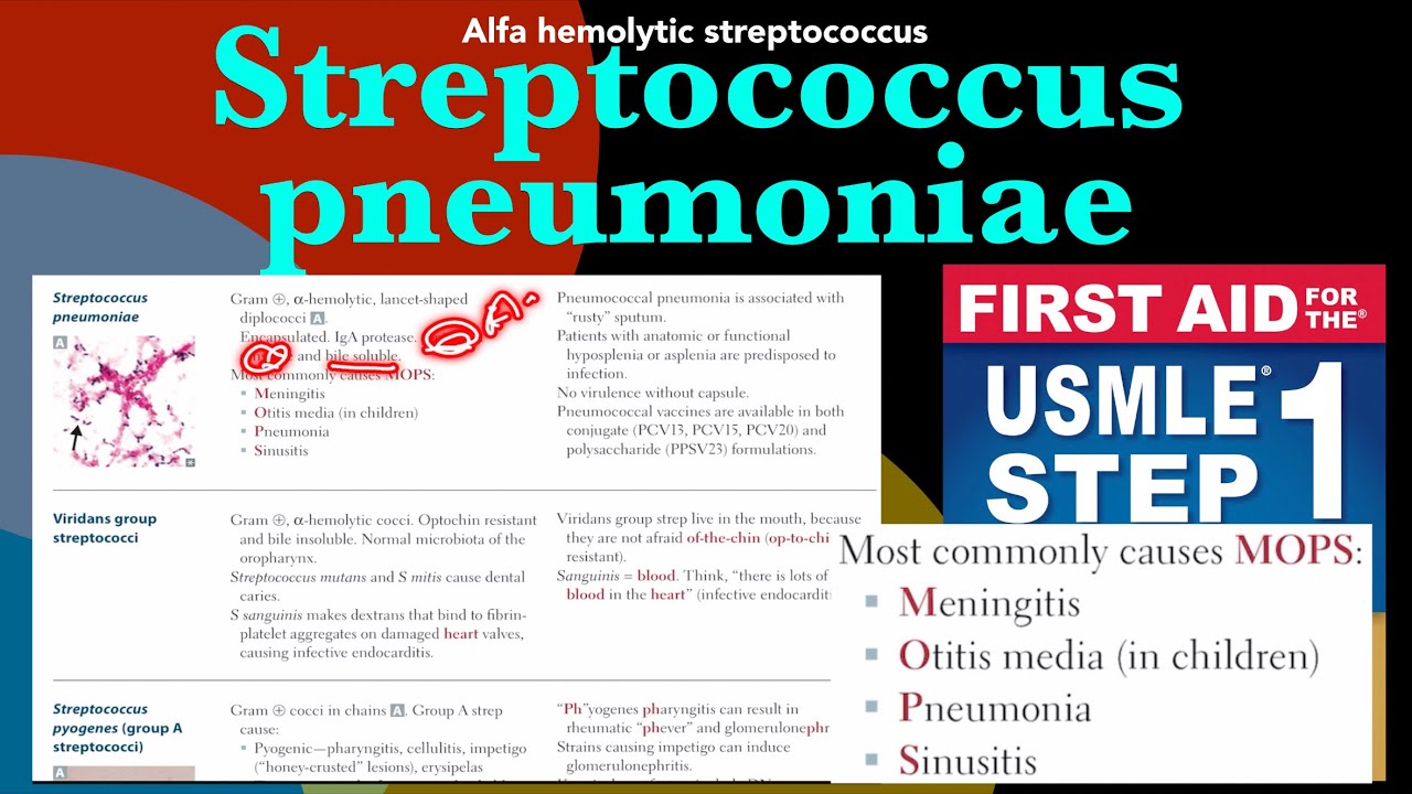 Streptococcus Pneumoniae In Hindi Urdu By First Aid For Usmle Step 1
