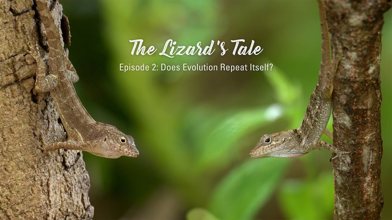 The Lizard S Tale Episode 2 Does Evolution Repeat Itself Youtube