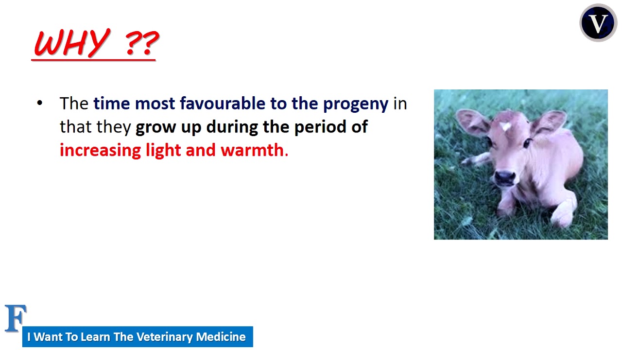 Cattle Theriogenology 1 Diff Bet Nature Ai Youtube