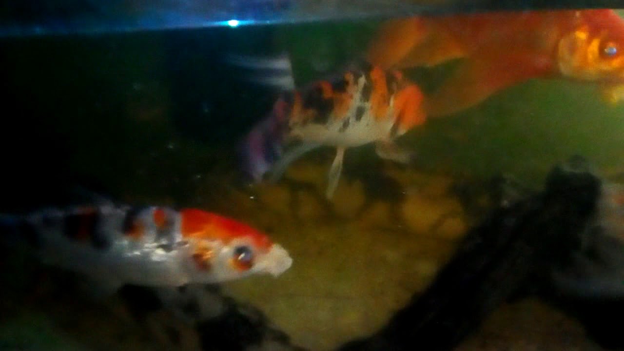 Butterfly Koi And Angel Pissing Youtube