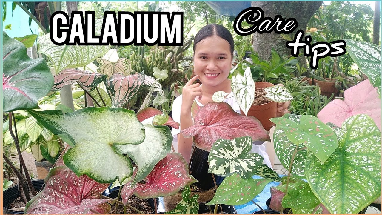 Caladium Care Tips How To Grow Healthy Caladium Philippines Youtube