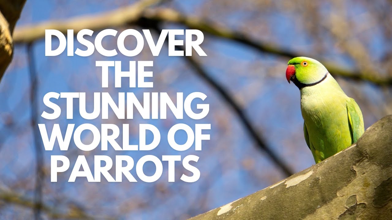 Parrots Youtube