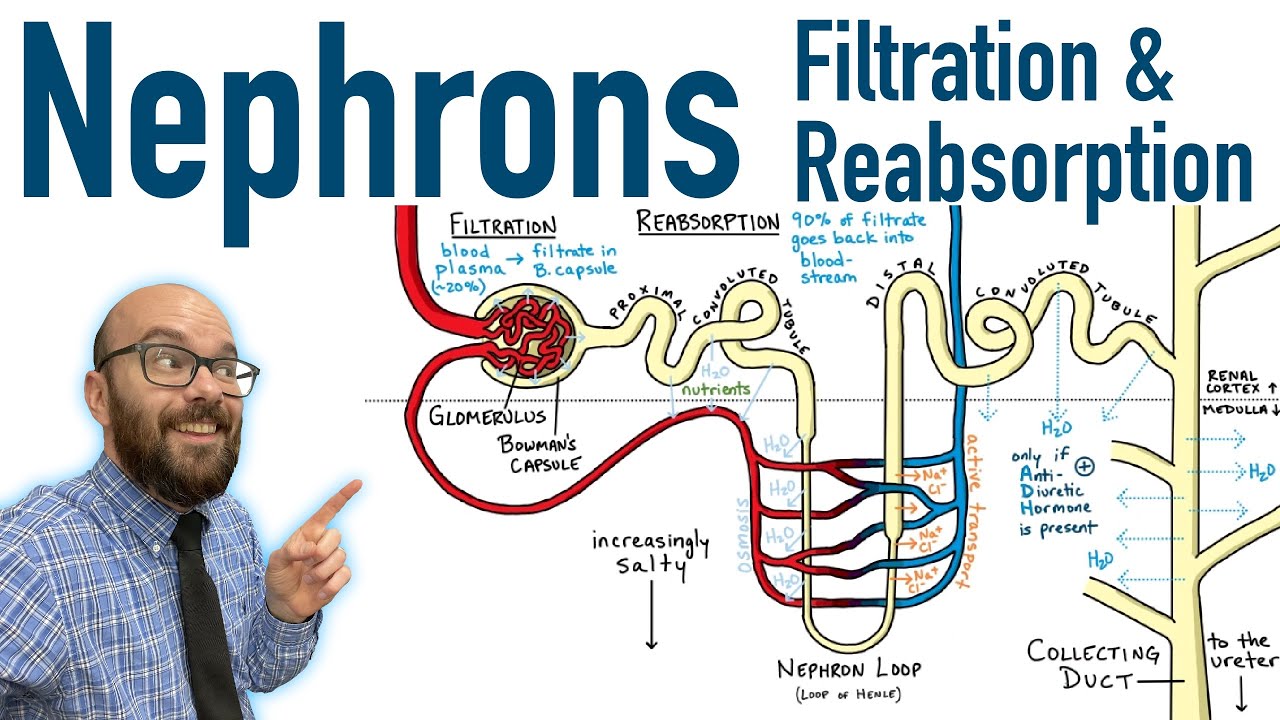 Nephron Filtration Unit The Ultimate Guide Transtutor Blog