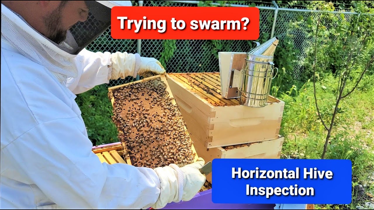 Long Horizontal Hive Inspection Youtube