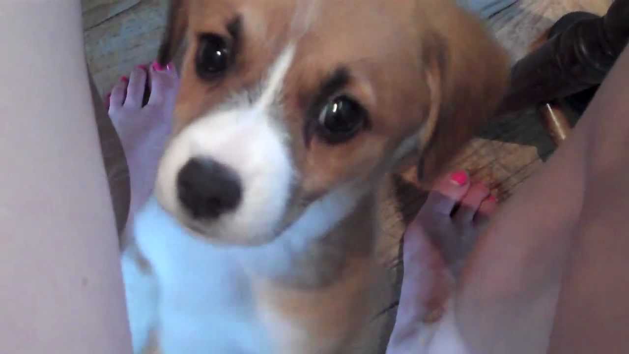 Cutest Puppy Ever Beagle Corgi Mix Youtube