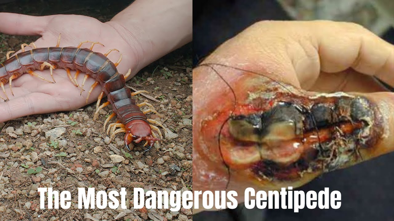 The Most Dangerous Centipede In The World Can Kill You Youtube
