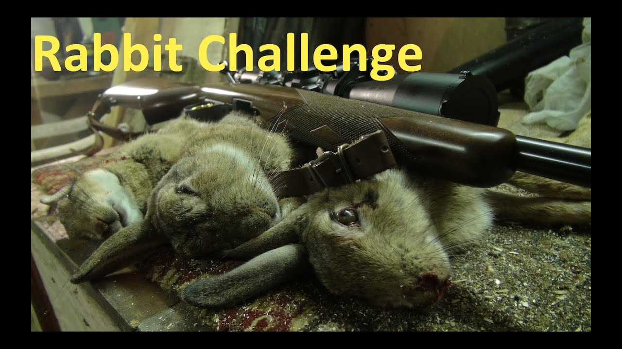 Rabbit Challenge Youtube