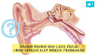 Bagian Bagian Dan Cara Kerja Telinga Alat Pendengaran Ipa Kelas 4 Sd ...