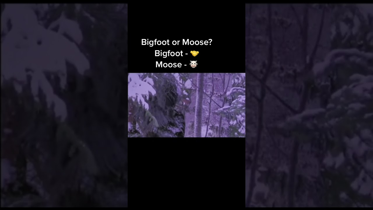Is This A Bigfoot Or A Moose Shorts